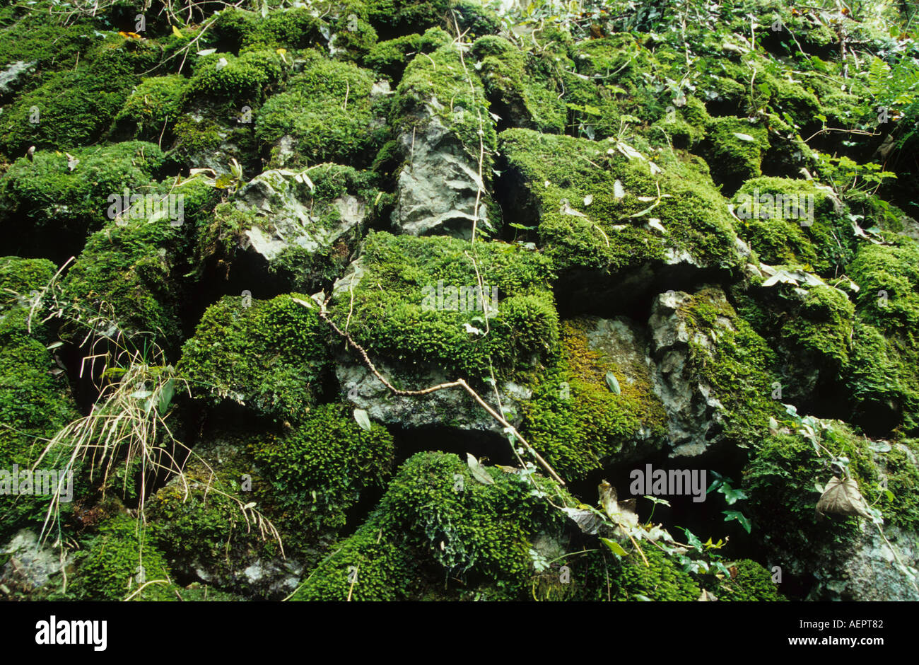 mossy wall patterns Stock Photo - Alamy