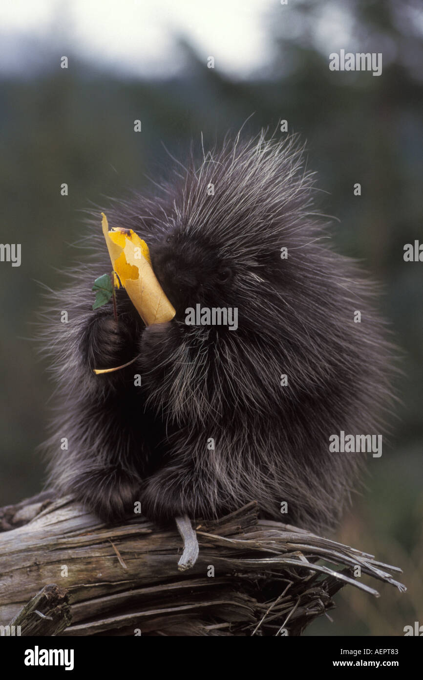 common porcupine Erethizon dorsatum eating a cottonwood tree leaf ...