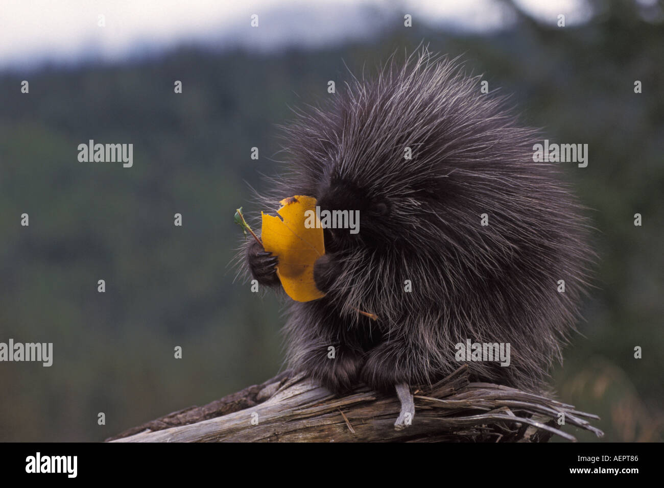 common porcupine Erethizon dorsatum eating a cottonwood tree leaf ...