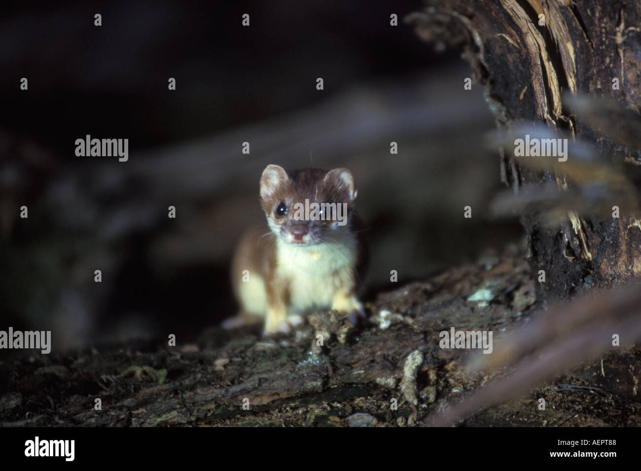 short tailed weasel Mustela ermina peaks out from under a log Takshanuk ...