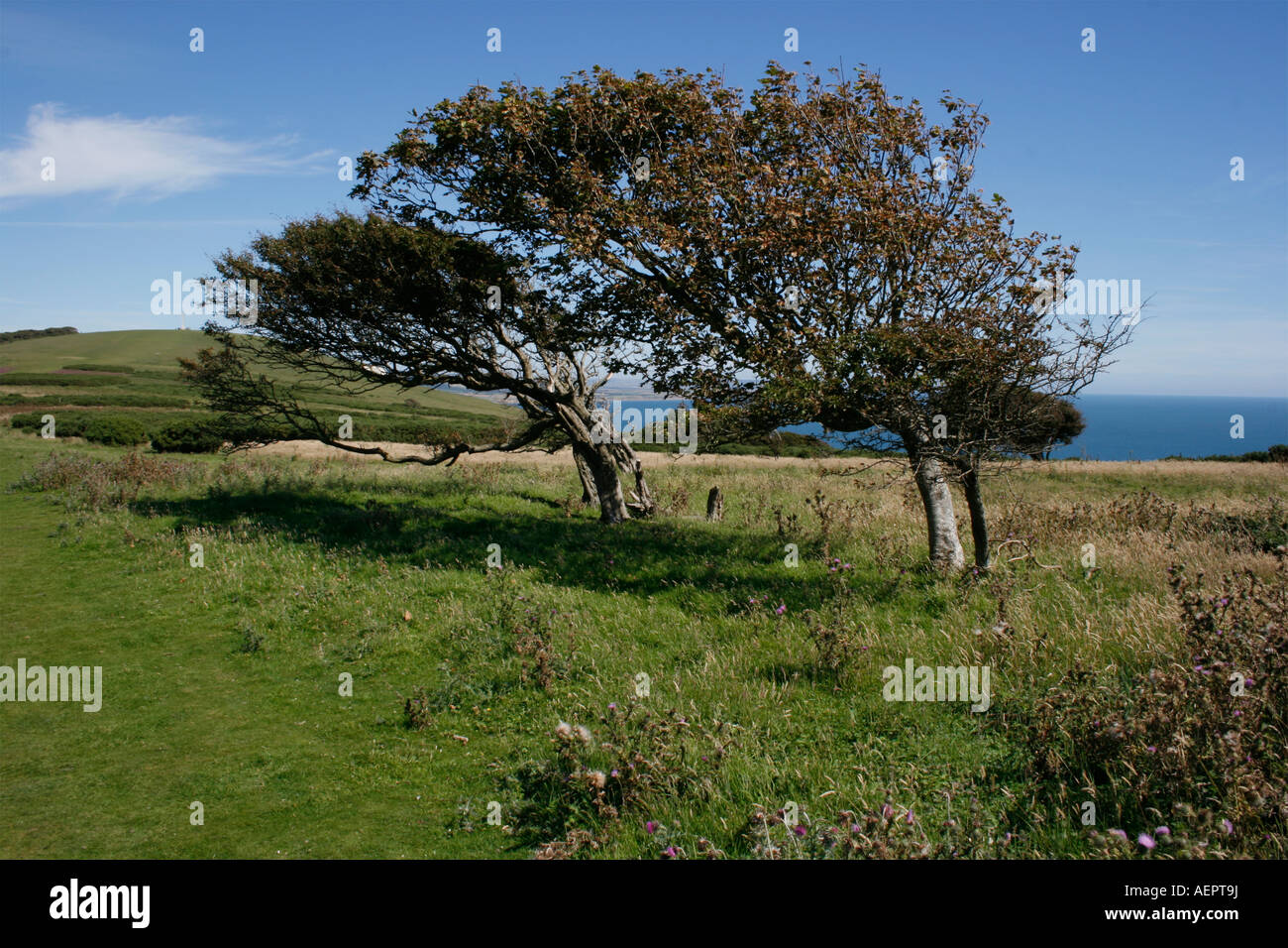 Windy trees bending hi-res stock photography and images - Alamy