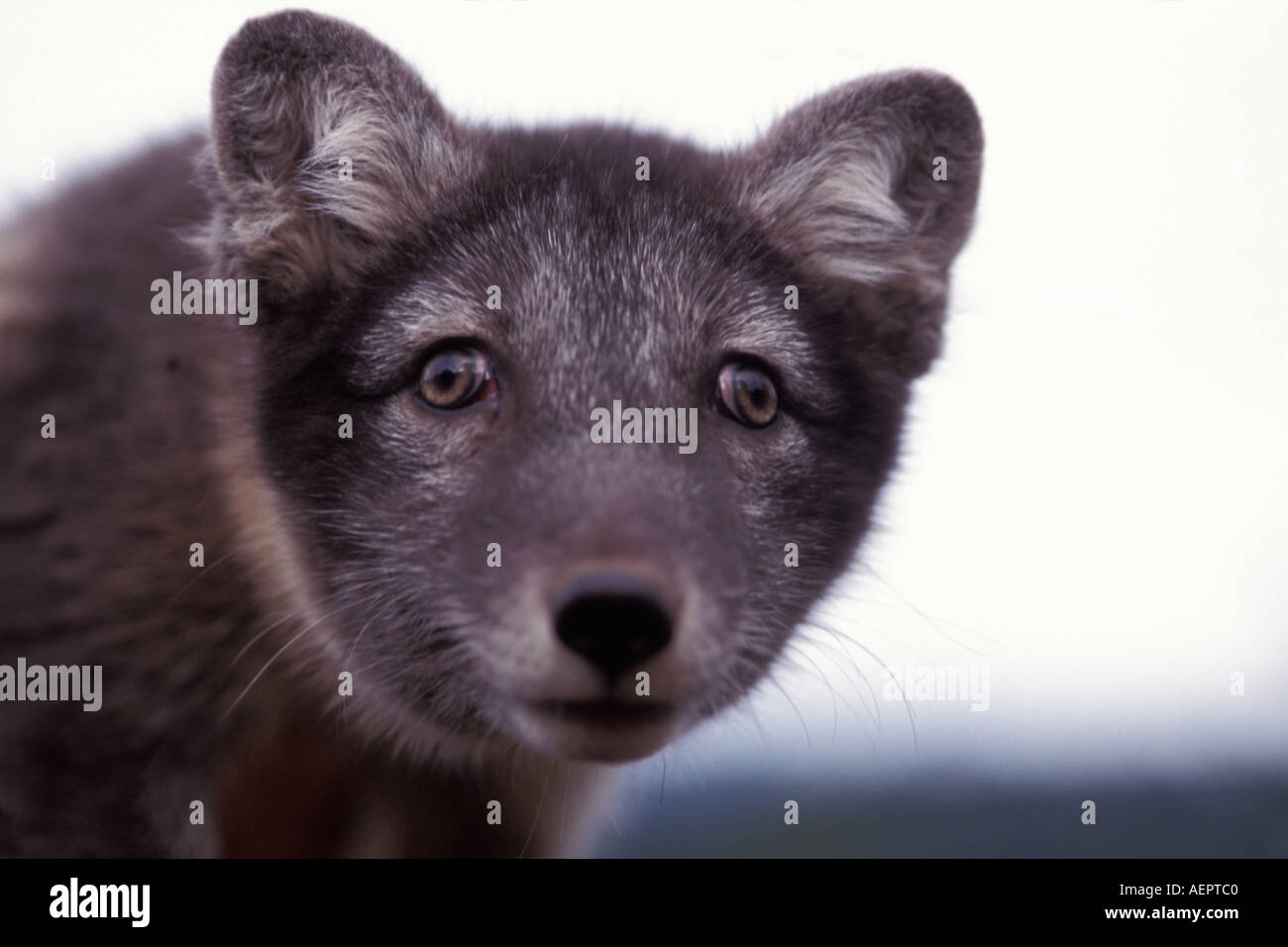 arctic fox Alopex lagopus close up Alaska Stock Photo - Alamy