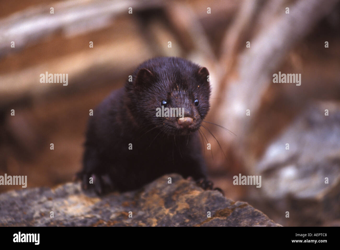 Aquatic mammal kill hi-res stock photography and images - Alamy