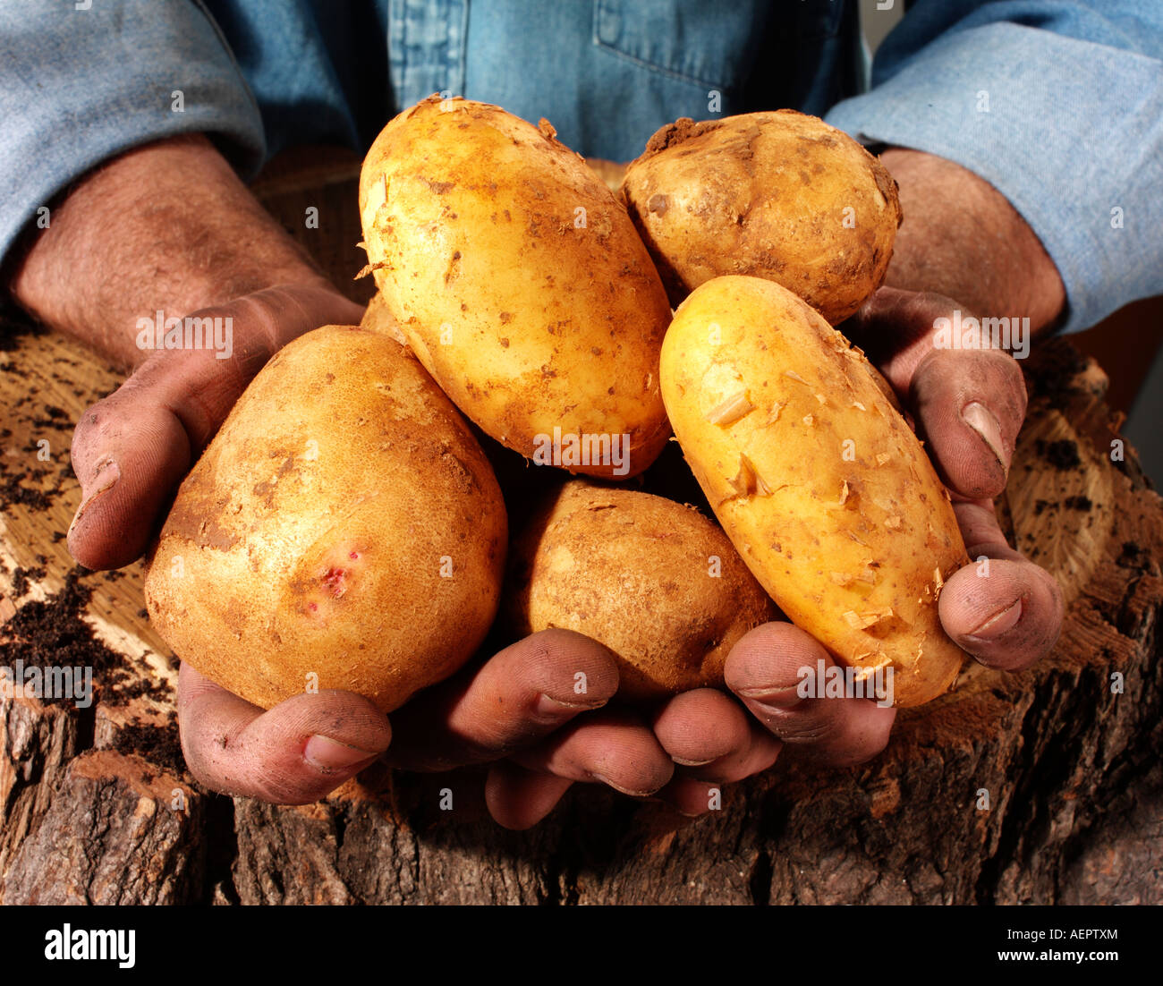 MAN HOLDING CYPRUS POTATOES Stock Photo - Alamy