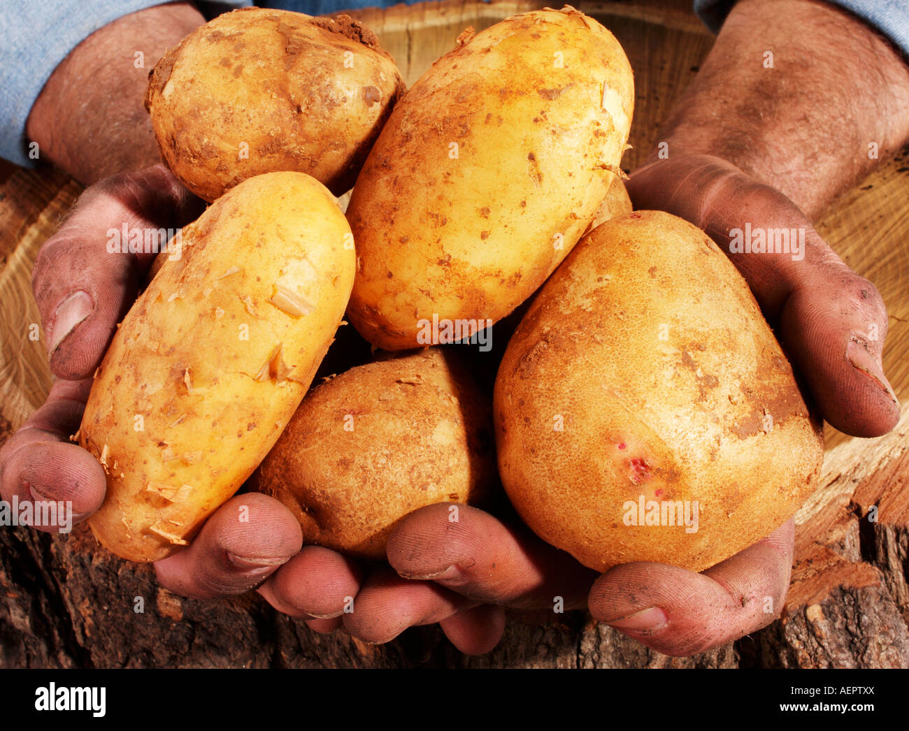 MAN HOLDING CYPRUS POTATOES Stock Photo - Alamy
