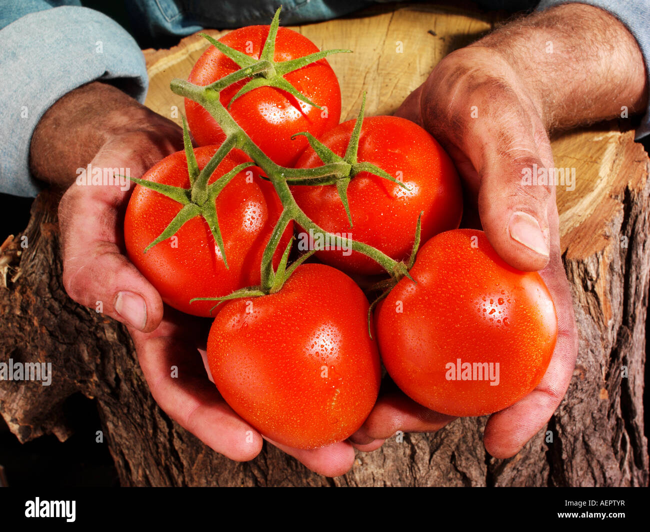 MAN HOLDING VINE TOMATOES Stock Photo - Alamy