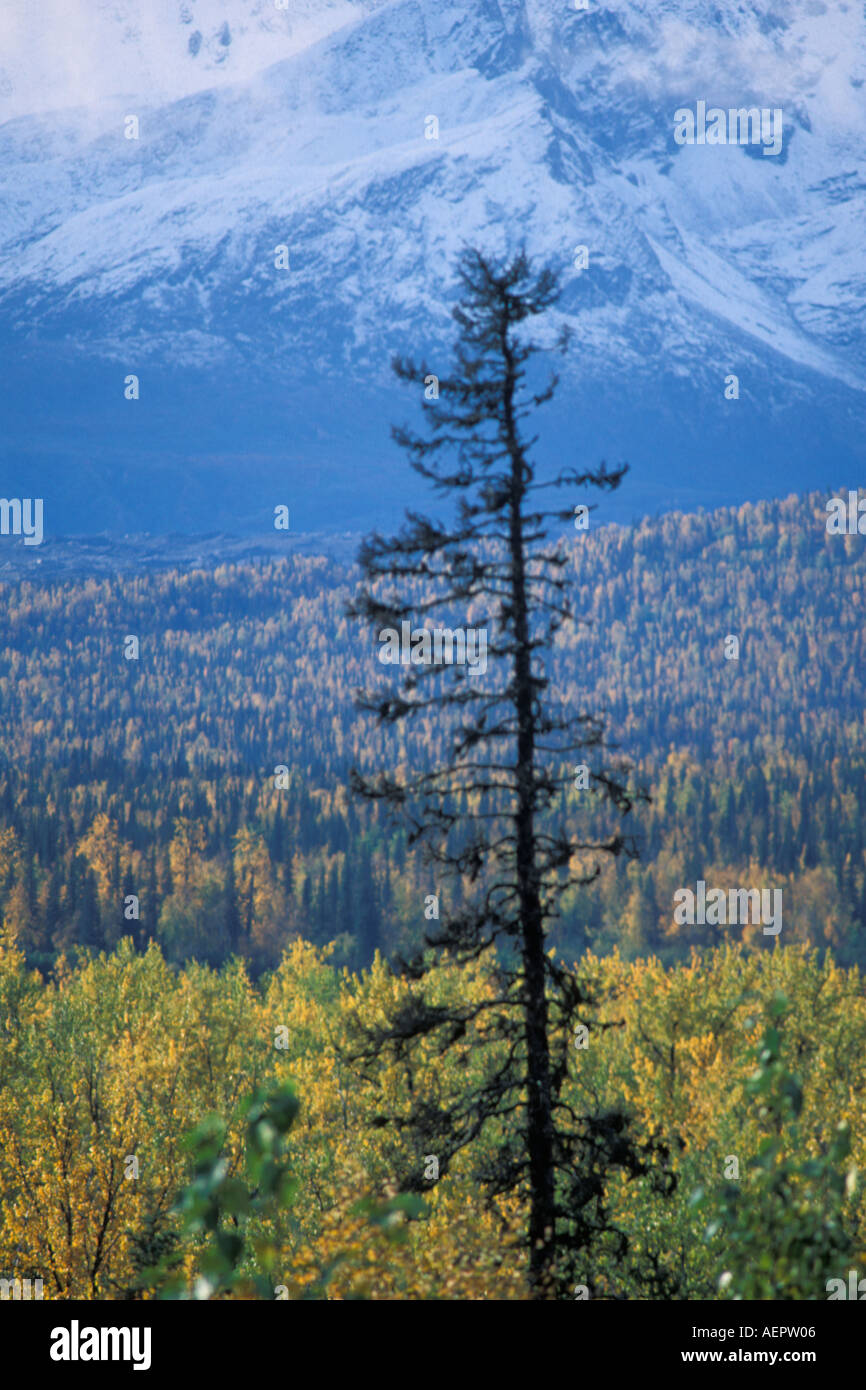 fall colors on trees with the base of the Alaska Range in the ...