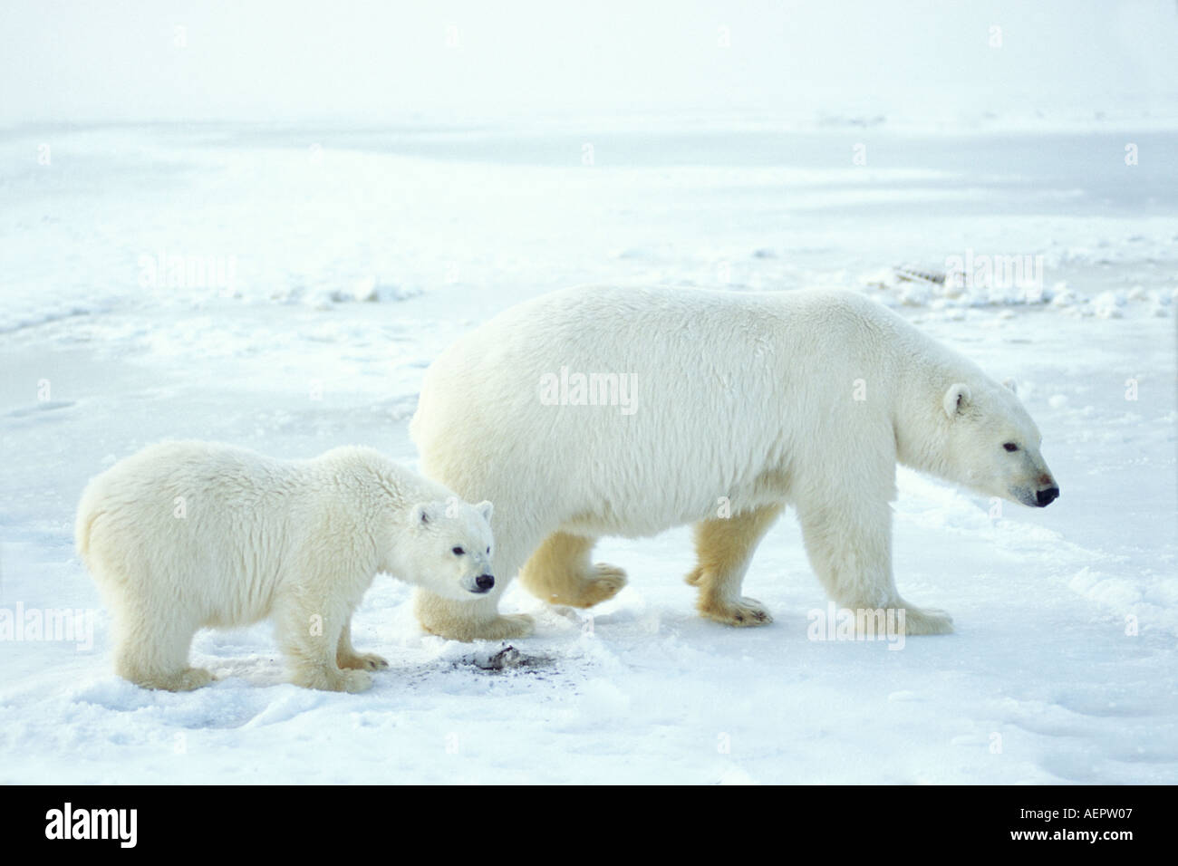 polar bear Ursus maritimus sow with cub walking on the pack ice 1002 ...