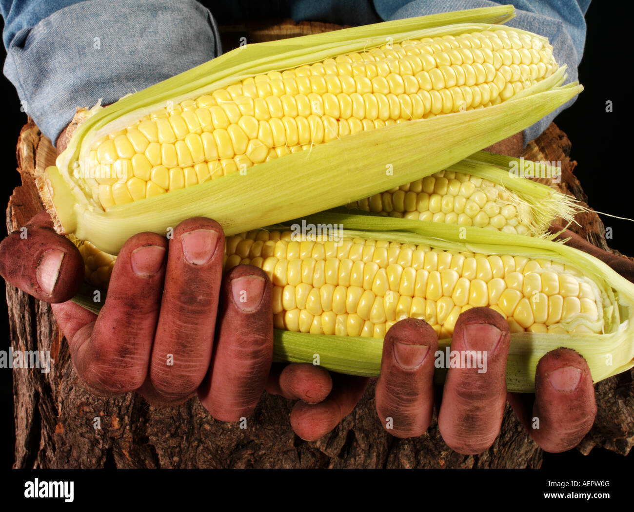 Harvesting sweetcorn hi-res stock photography and images - Alamy