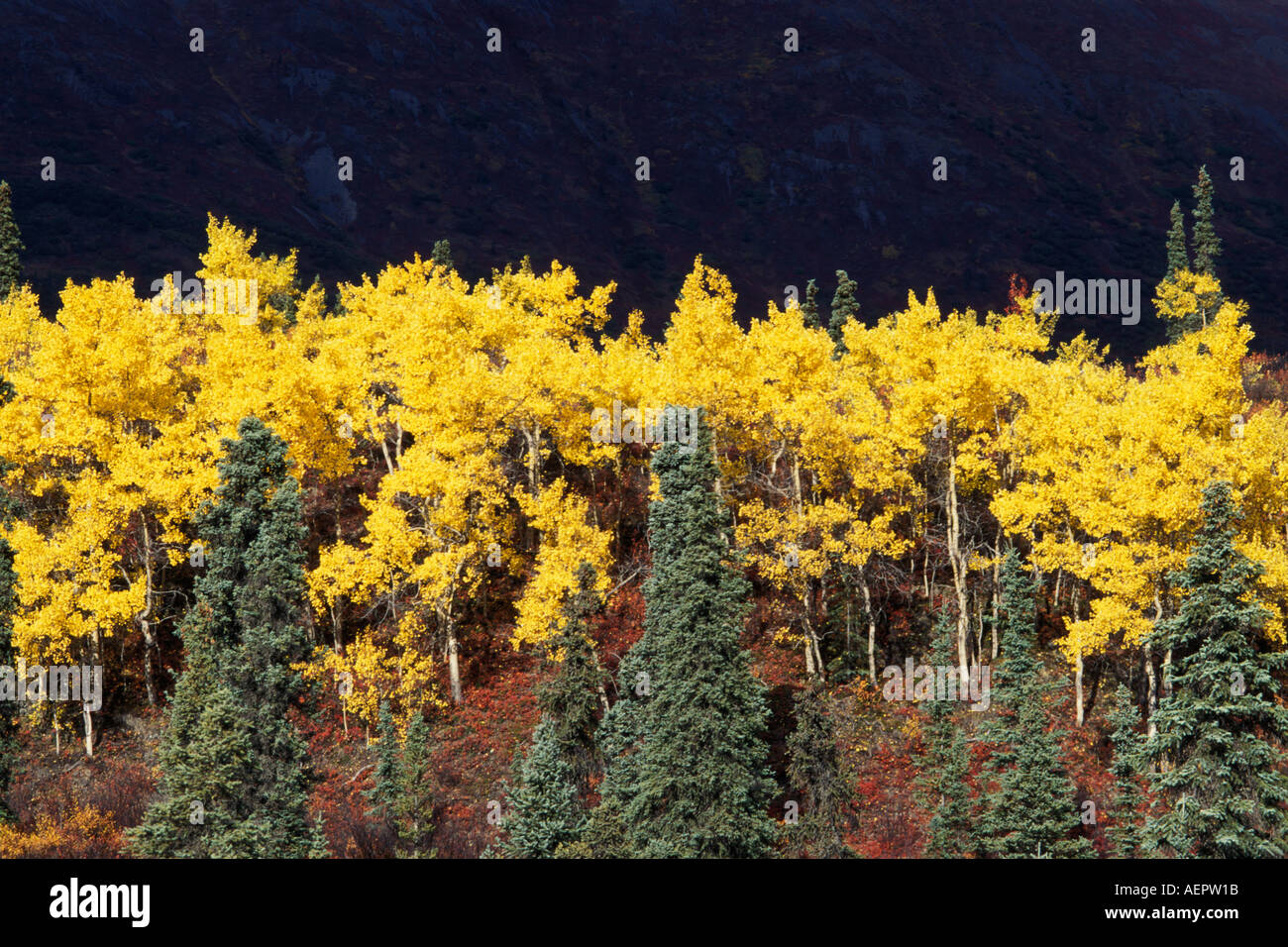 Dalton highway alaska fall hi-res stock photography and images - Alamy
