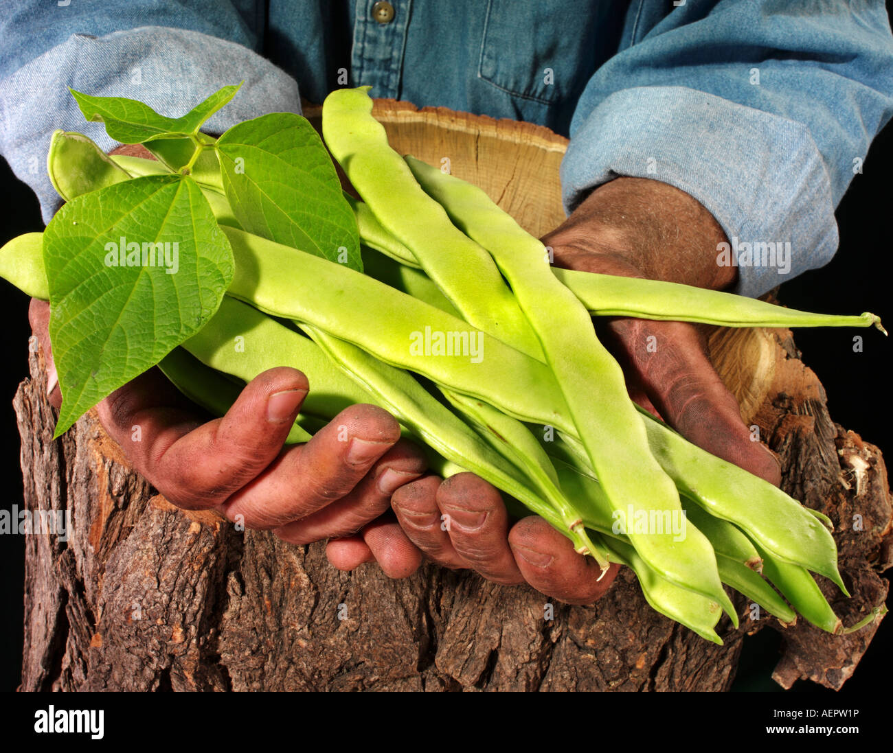 MAN HOLDING RUNNER BEANS Stock Photo - Alamy