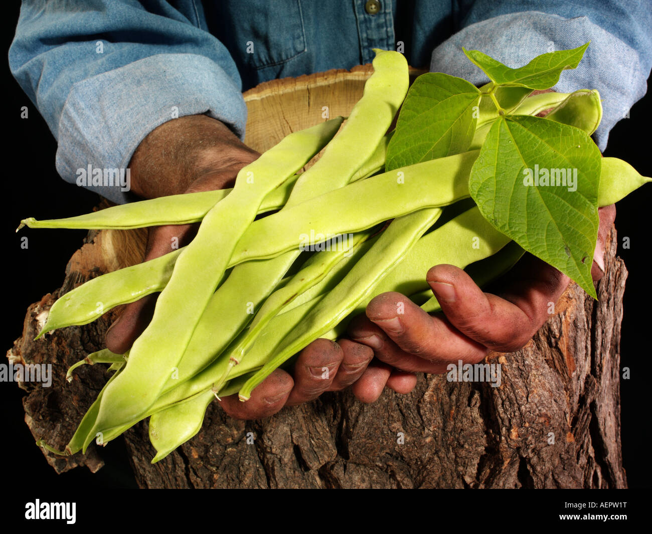 MAN HOLDING RUNNER BEANS Stock Photo - Alamy