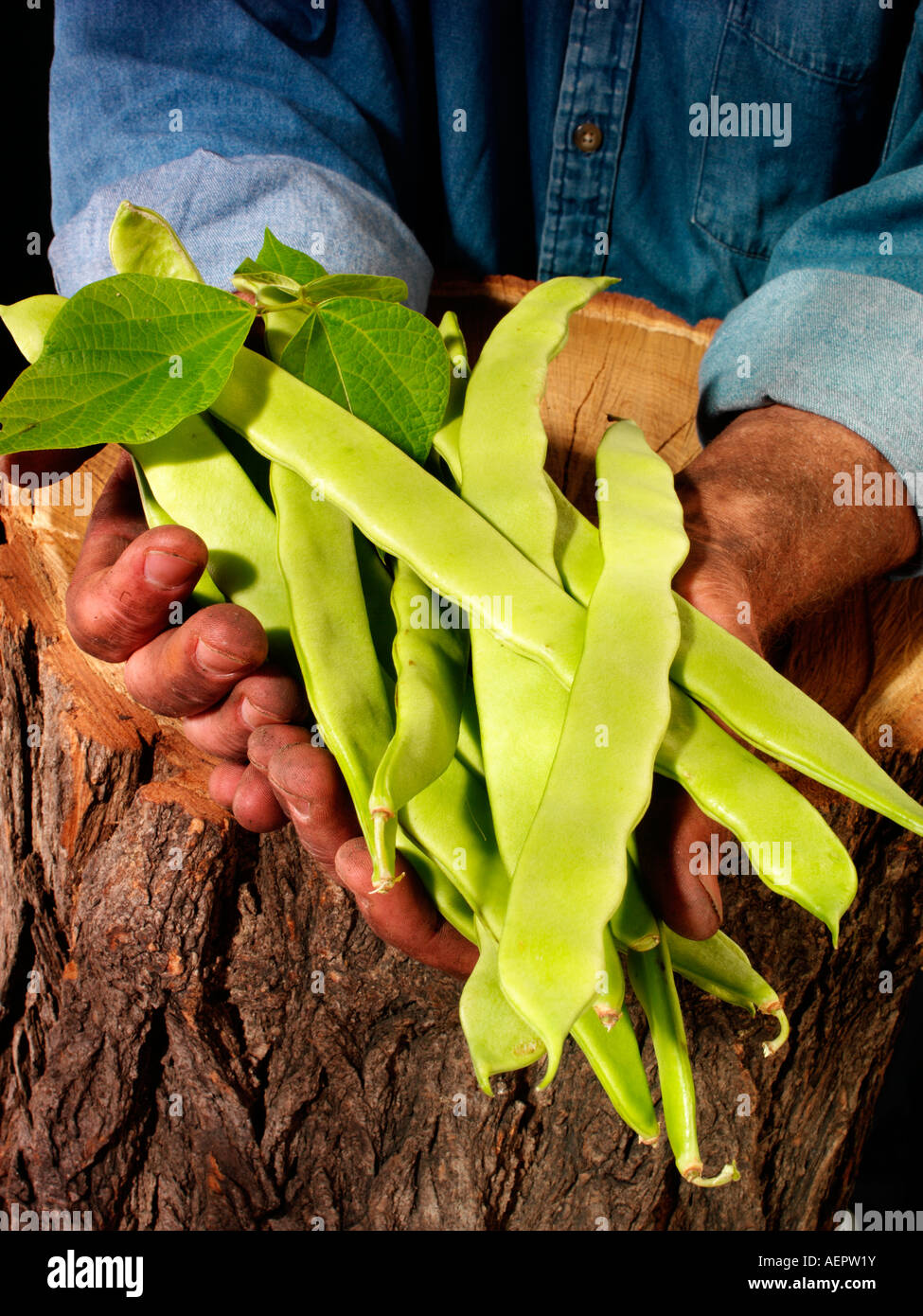 MAN HOLDING RUNNER BEANS Stock Photo - Alamy