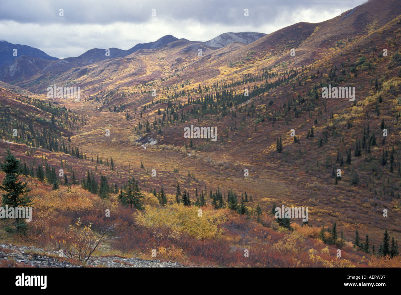 fall colors of the tundra along the Denali Highway interior Alaska ...