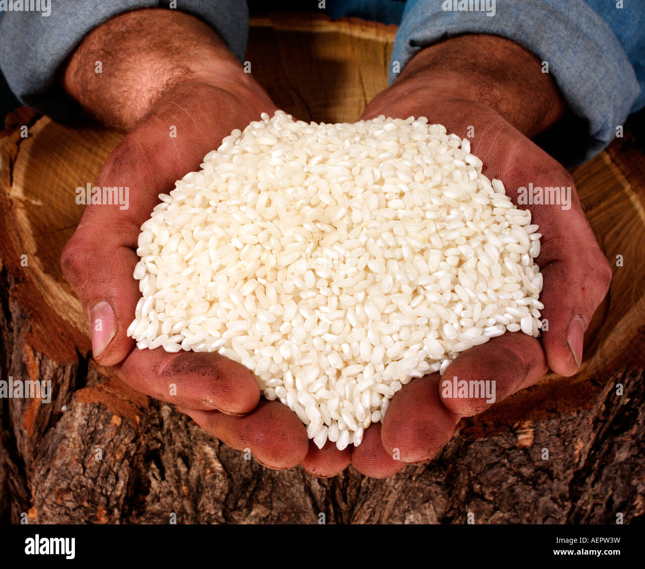 MAN HOLDING SAGO SEEDS Stock Photo - Alamy