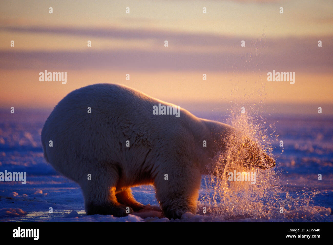 polar bear Ursus maritimus pulling its head out of a hole in the ice at ...