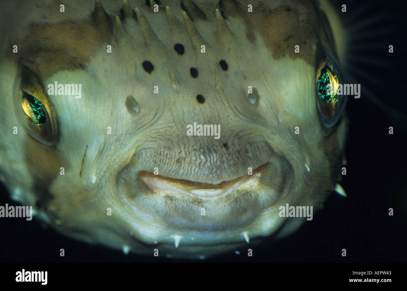 Cheeky fish hi-res stock photography and images - Alamy