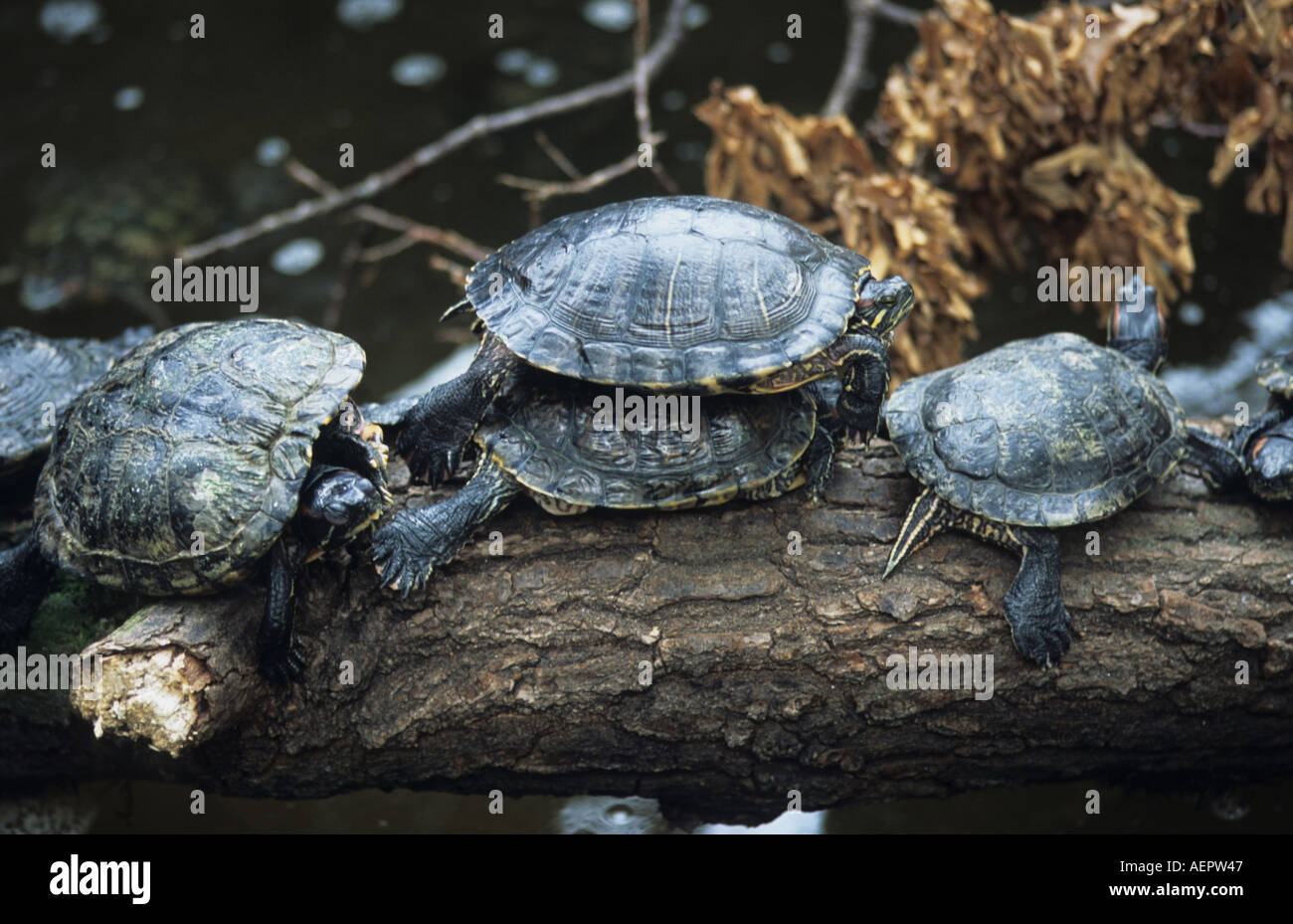 Turtles on a log Stock Photo - Alamy