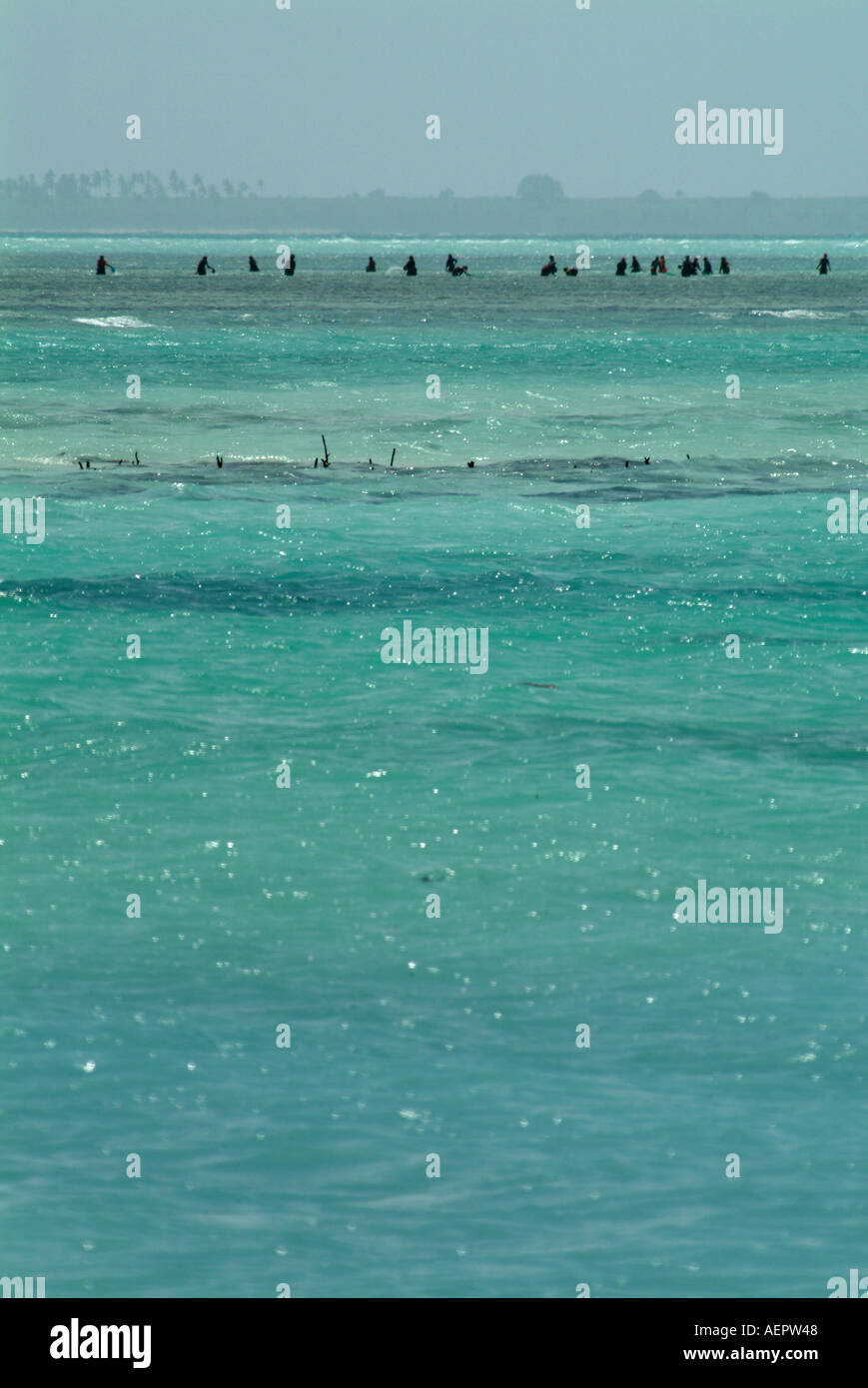 Collecting seaweed off beach hi-res stock photography and images - Alamy