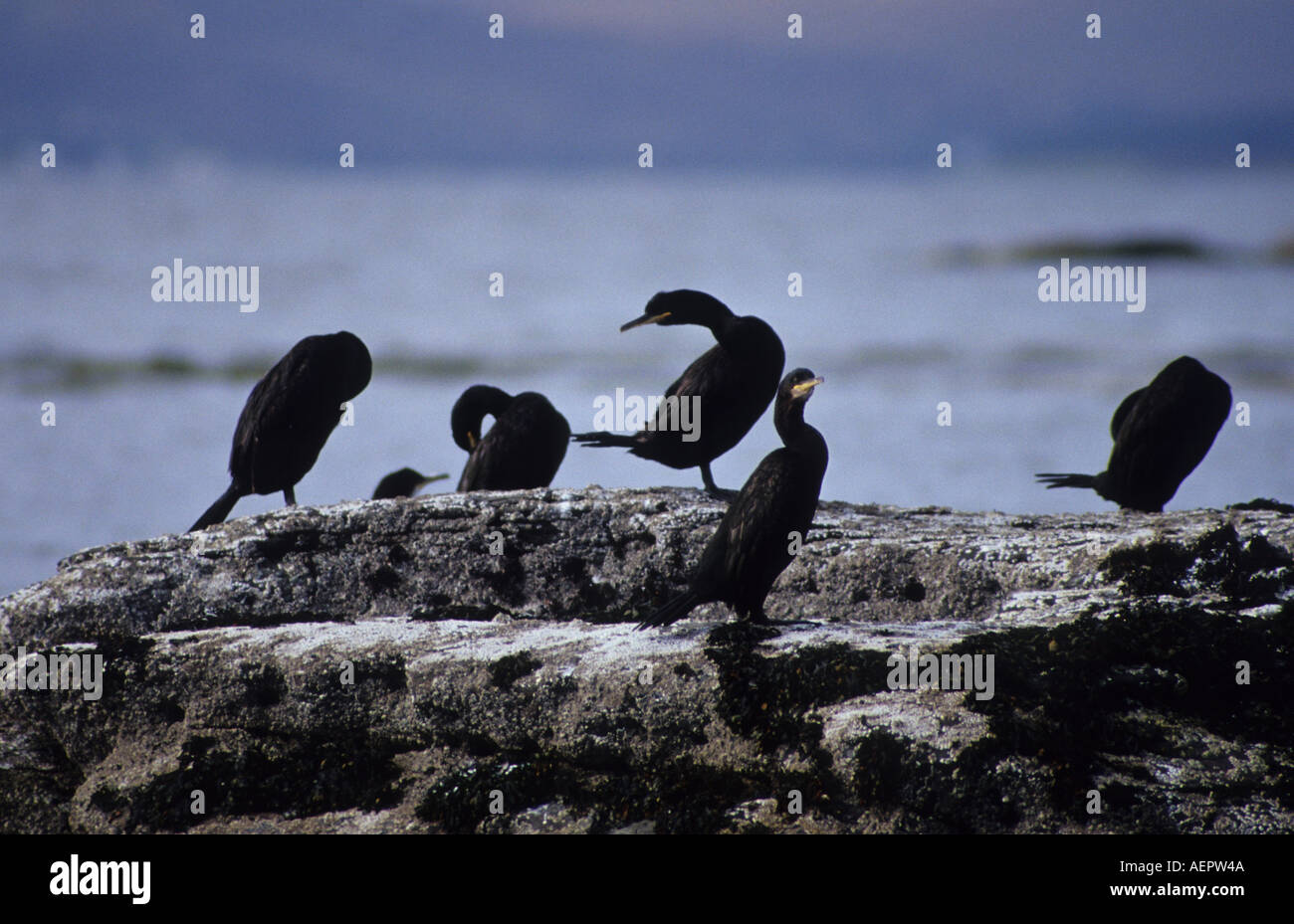Sea birds on rocks scotland hi-res stock photography and images - Alamy