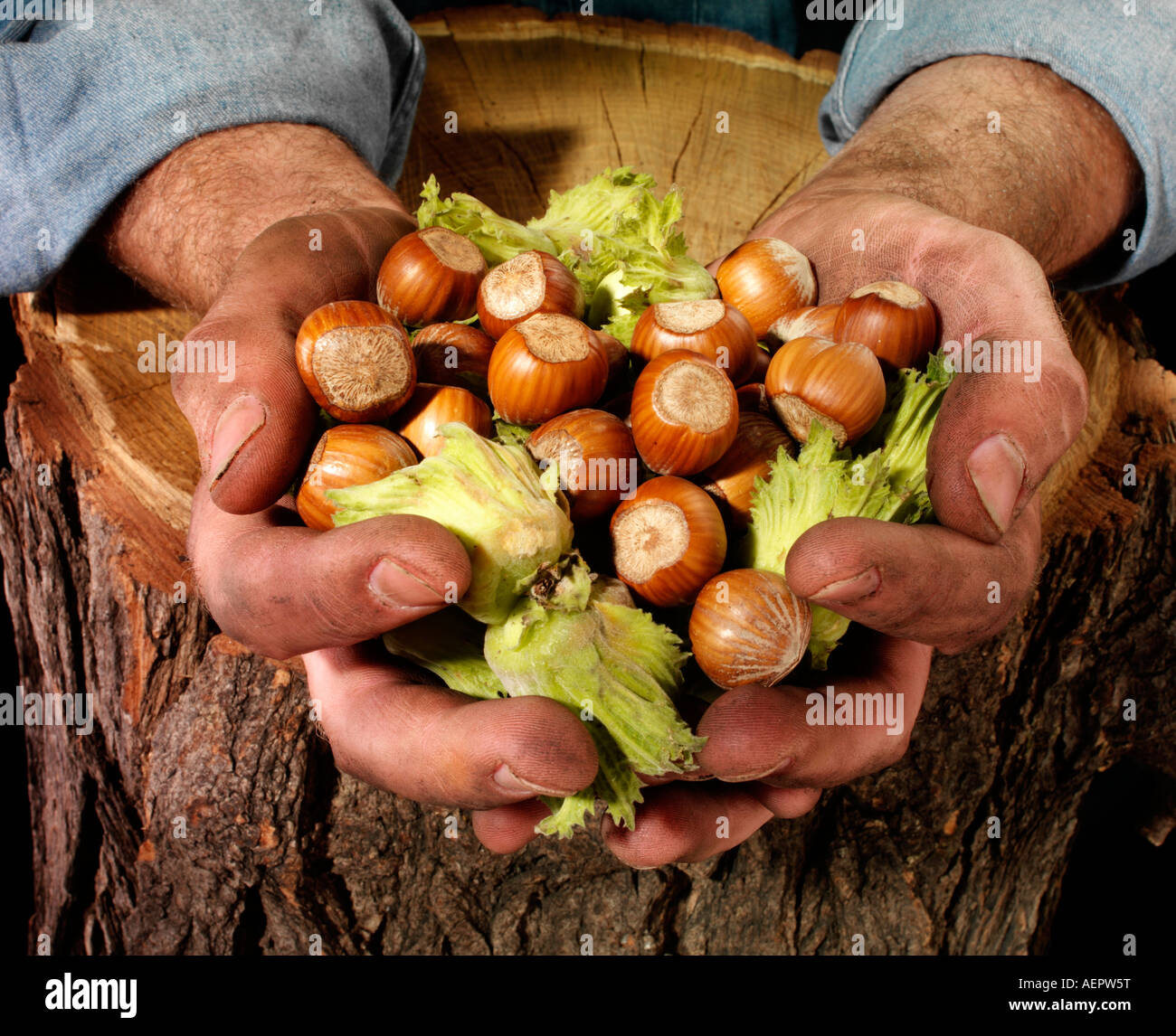 Hazelnut harvest person hi-res stock photography and images - Alamy