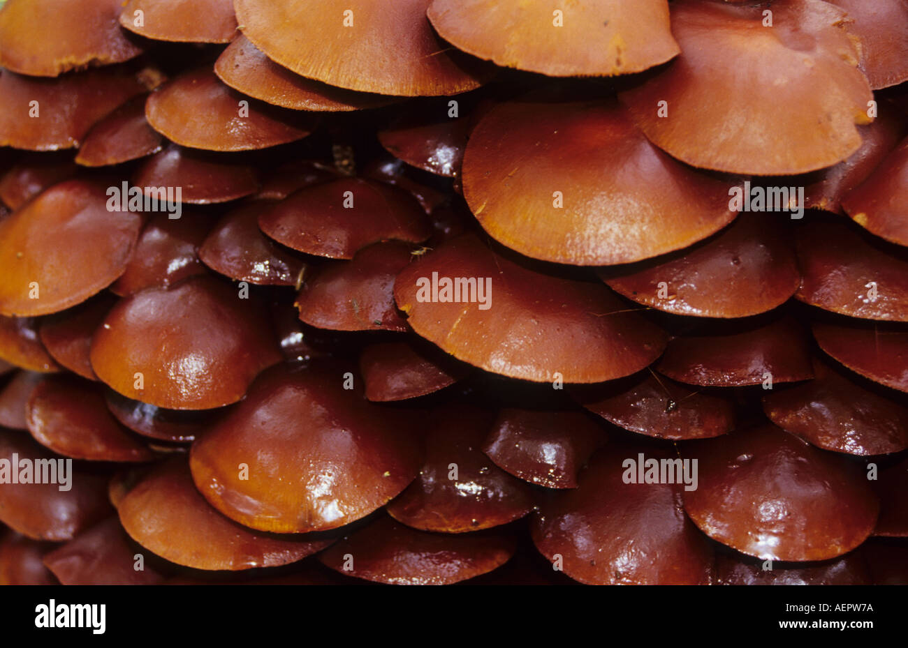Patterns in Fungi Stock Photo - Alamy