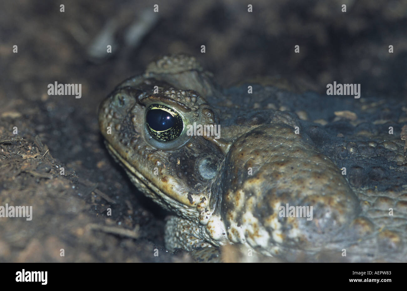 Cane toads of australia hi-res stock photography and images - Alamy