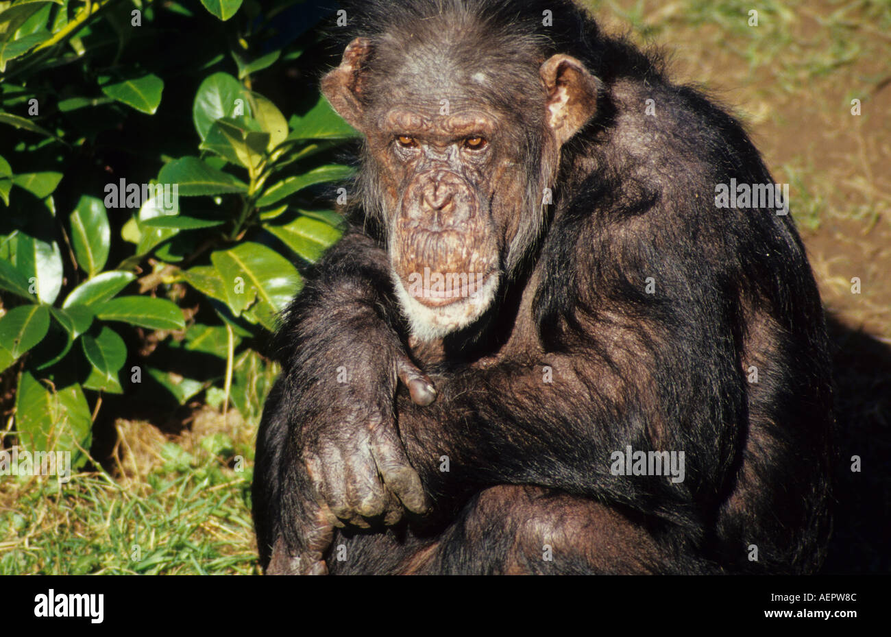 Portrait old chimpanzee hi-res stock photography and images - Alamy