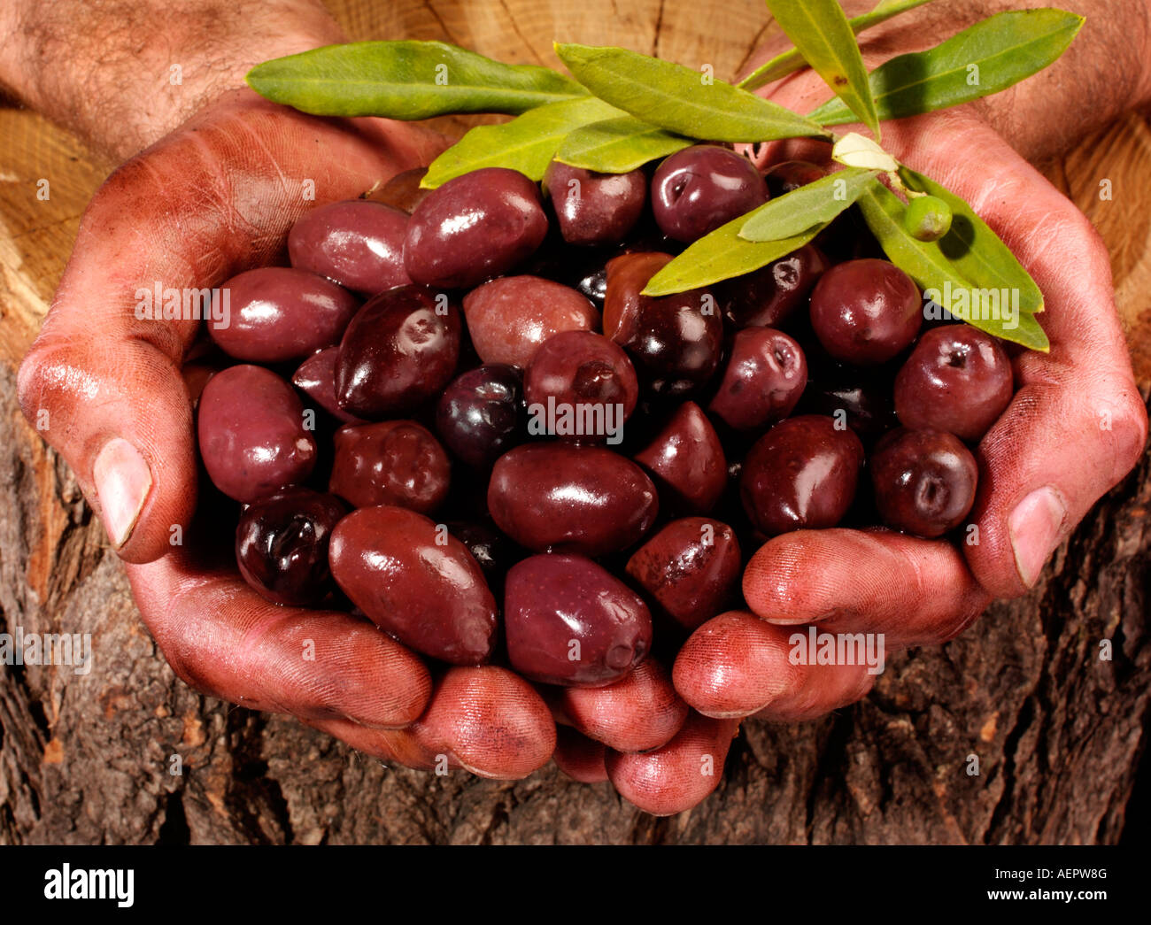 Calamata olives hi-res stock photography and images - Alamy