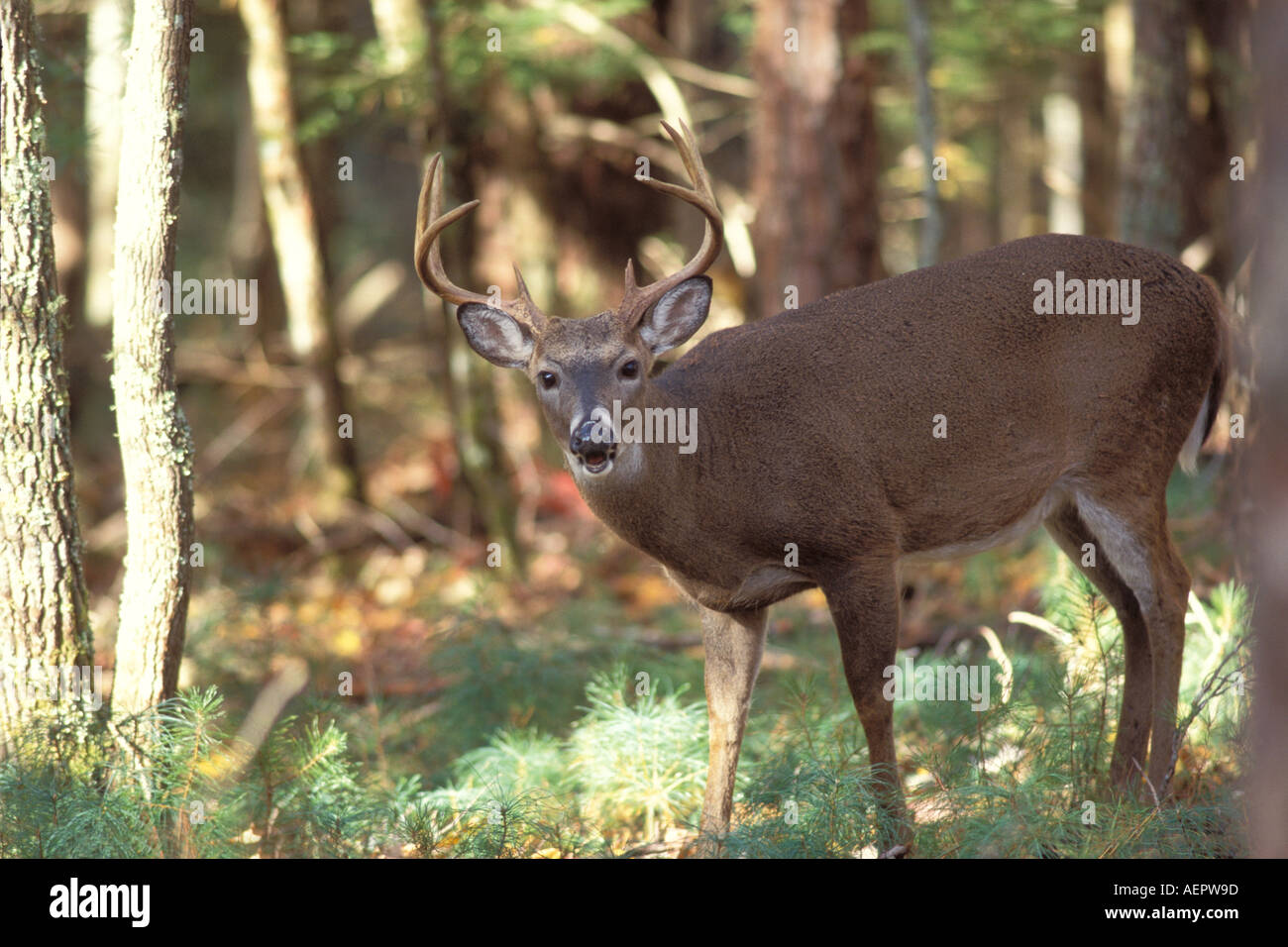 white tailed deer Odocoileus virgianus buck in Smokey Mountain National ...