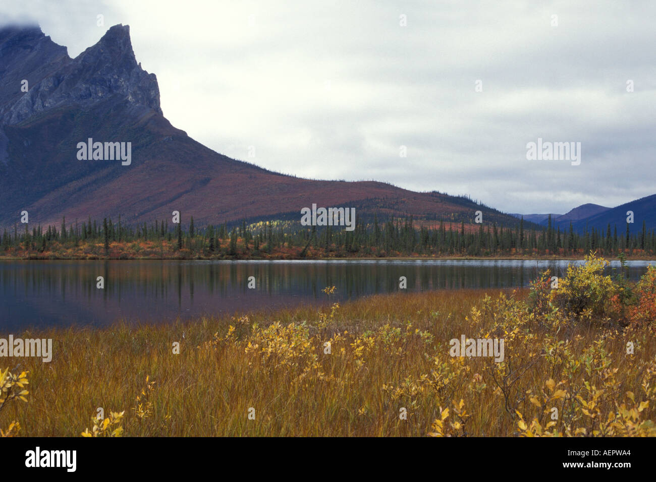 Boreal fauna alaska forest hi-res stock photography and images - Alamy
