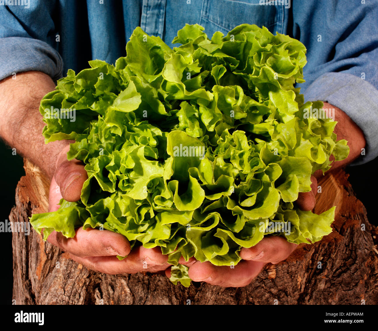 Hand picked lettuce hi-res stock photography and images - Alamy