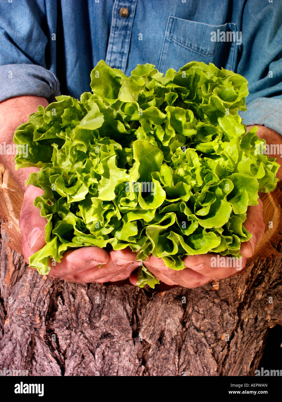 FARMER MAN HOLDING LETTUCE Stock Photo - Alamy