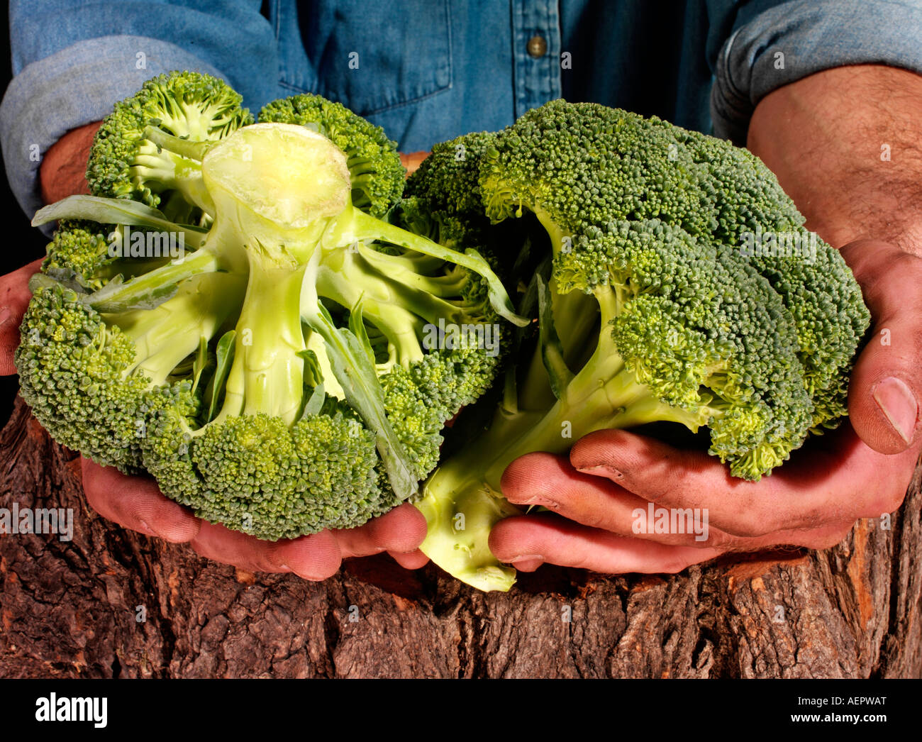 FARMER MAN HOLDING BROCCOLI Stock Photo - Alamy