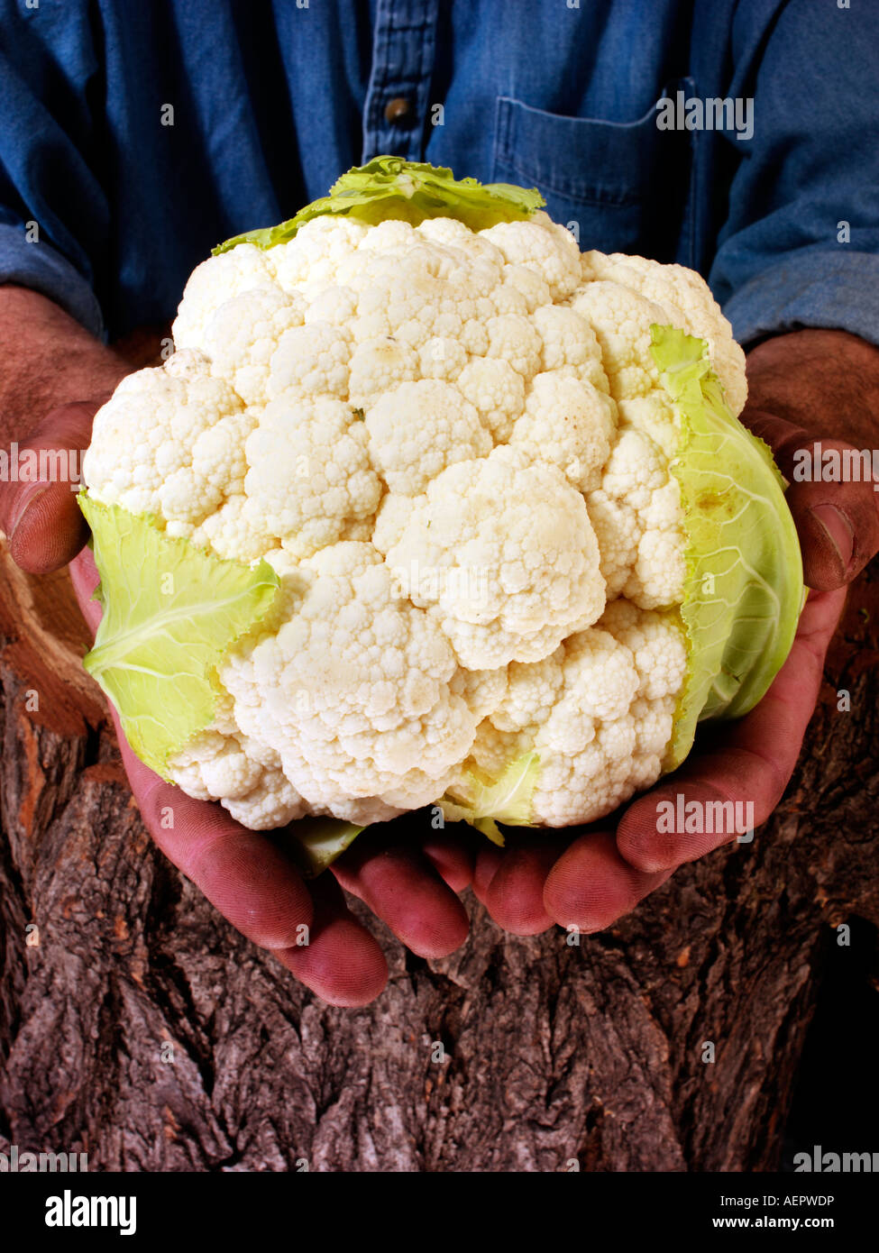 FARMER MAN HOLDING A CAULIFLOWER Stock Photo - Alamy