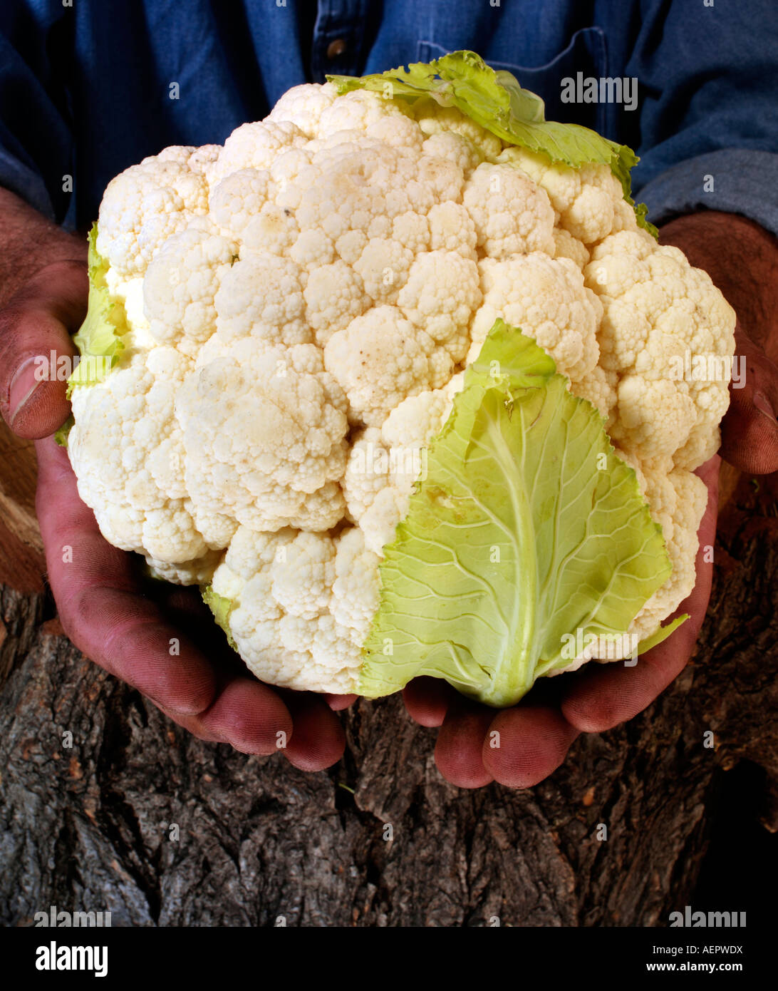 FARMER MAN HOLDING A CAULIFLOWER Stock Photo - Alamy