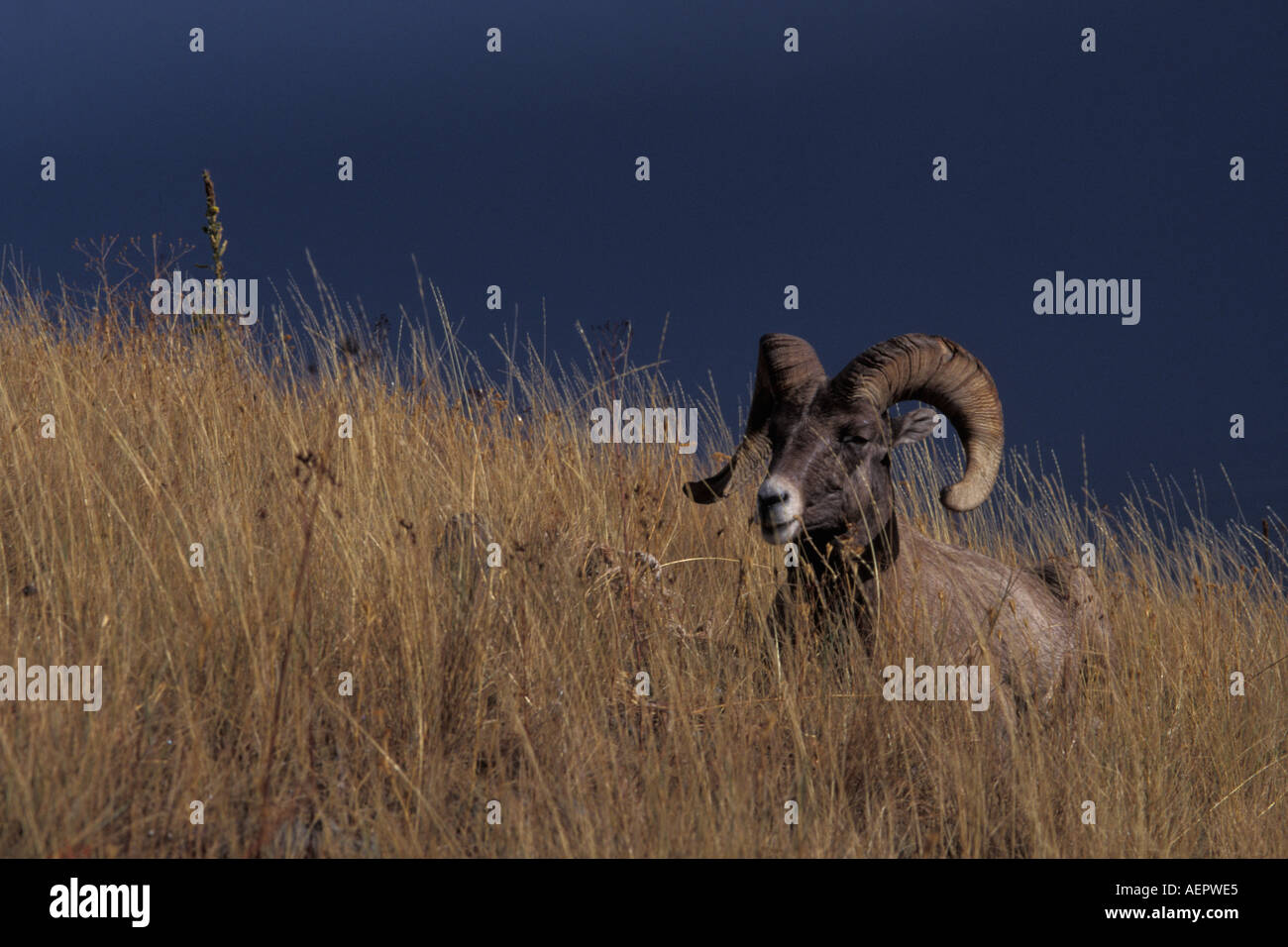 big horn sheep mountain sheep Ovis canadensis ram in the National Bison ...