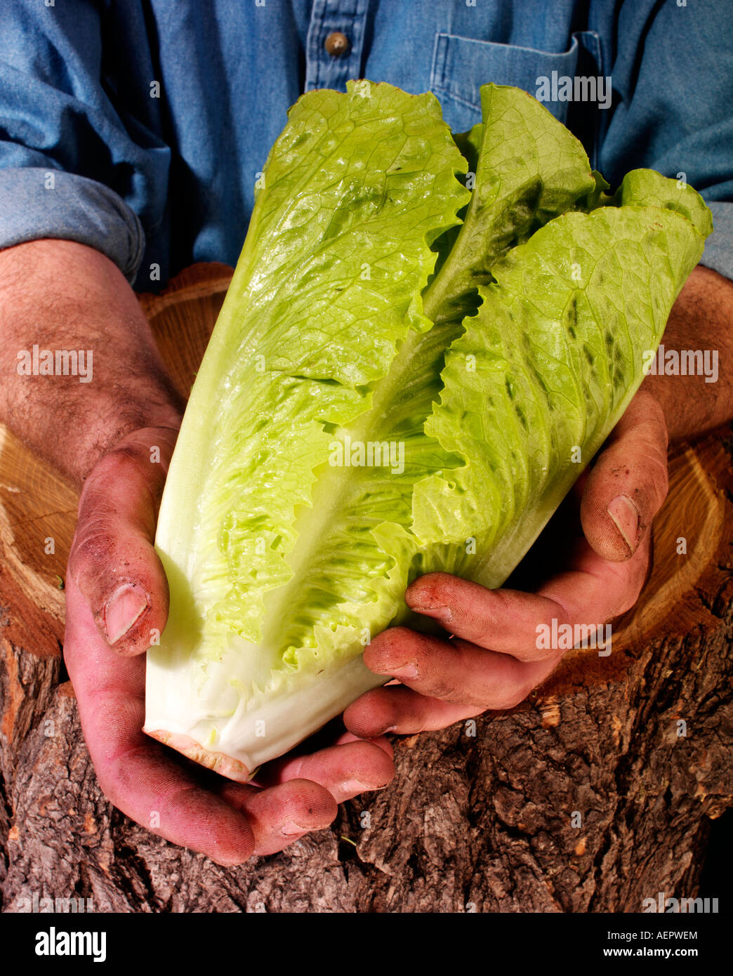 FARMER MAN HOLDING ROMAINE LETTUCE Stock Photo - Alamy