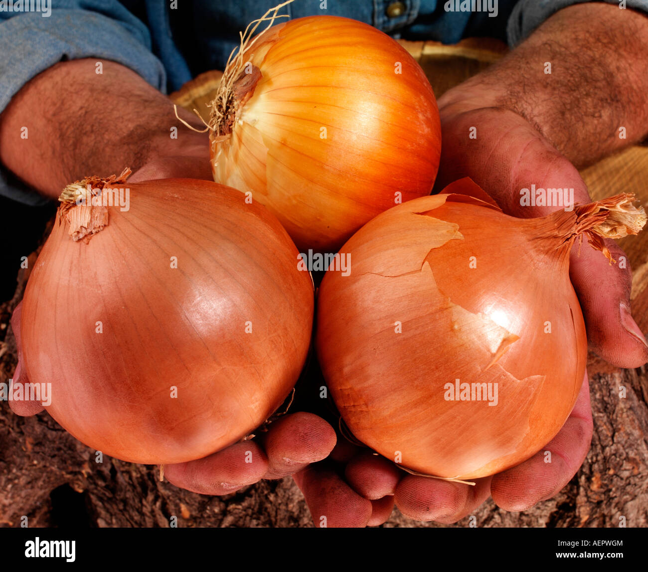 FARMER MAN HOLDING ONIONS Stock Photo - Alamy