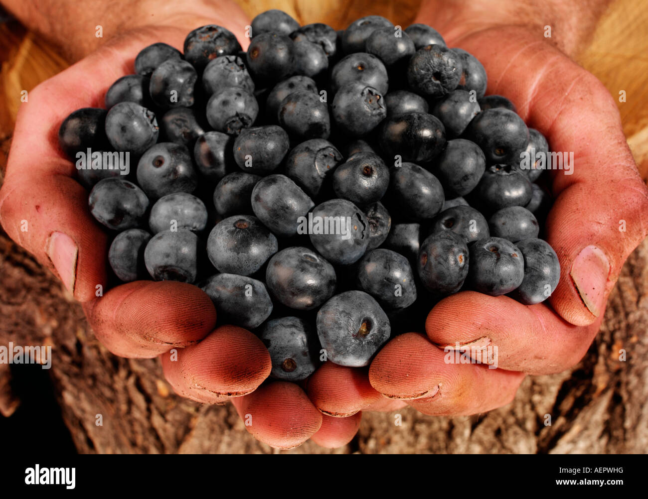 FARMER MAN HOLDING BLUEBERRIES Stock Photo - Alamy