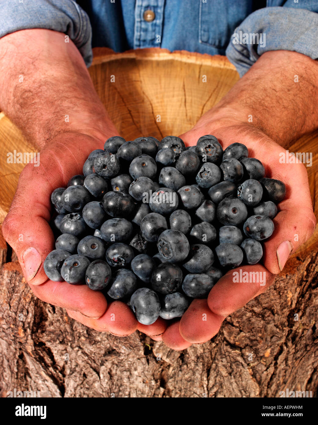 FARMER MAN HOLDING BLUEBERRIES Stock Photo - Alamy