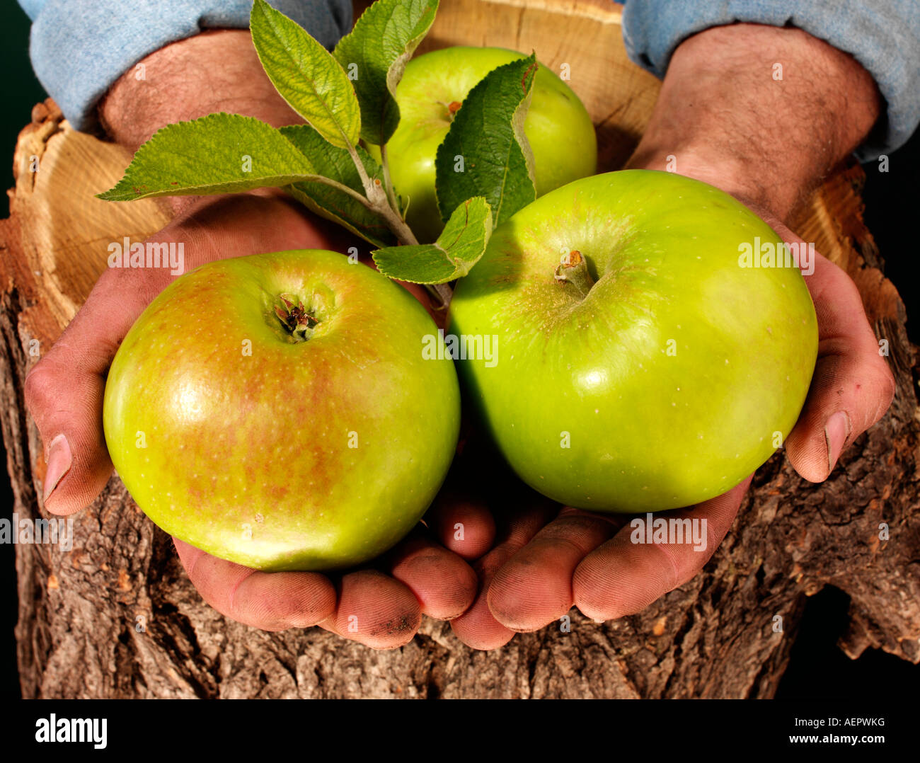 FARMER HOLDING BRAMLEY APPLES Stock Photo - Alamy