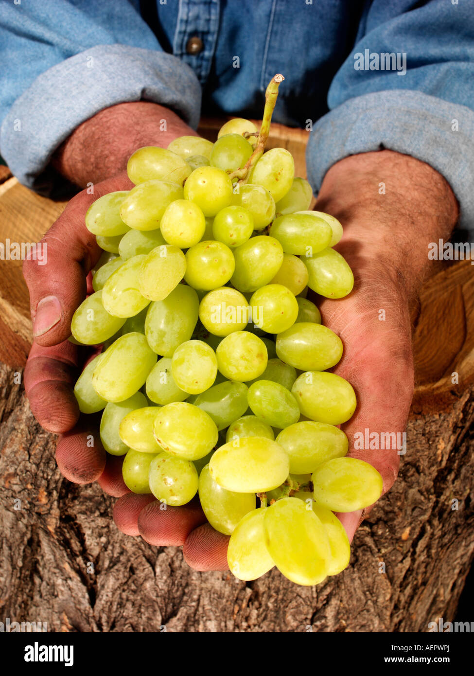FARMER HOLDING GREEN GRAPES Stock Photo - Alamy