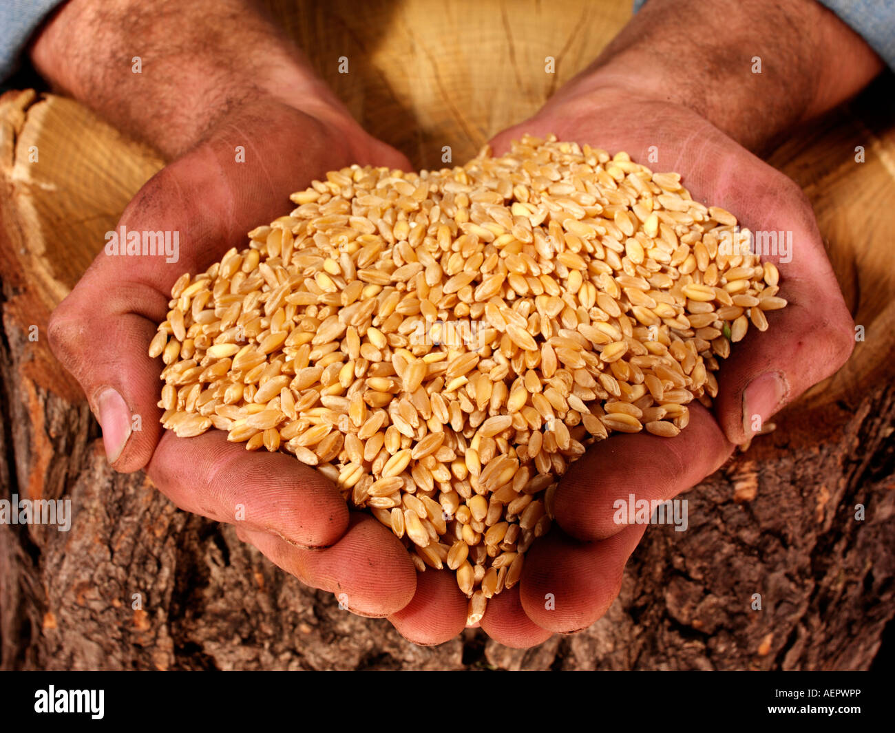 FARMER MAN HOLDING WHEAT GRAINS Stock Photo - Alamy
