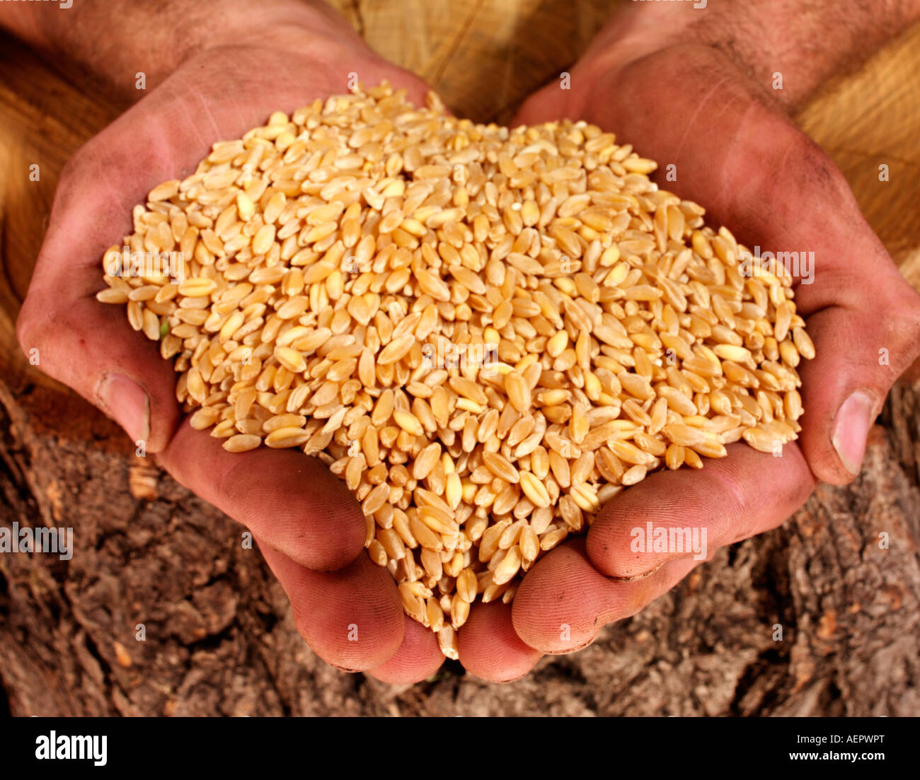 FARMER MAN HOLDING WHEAT GRAINS Stock Photo - Alamy