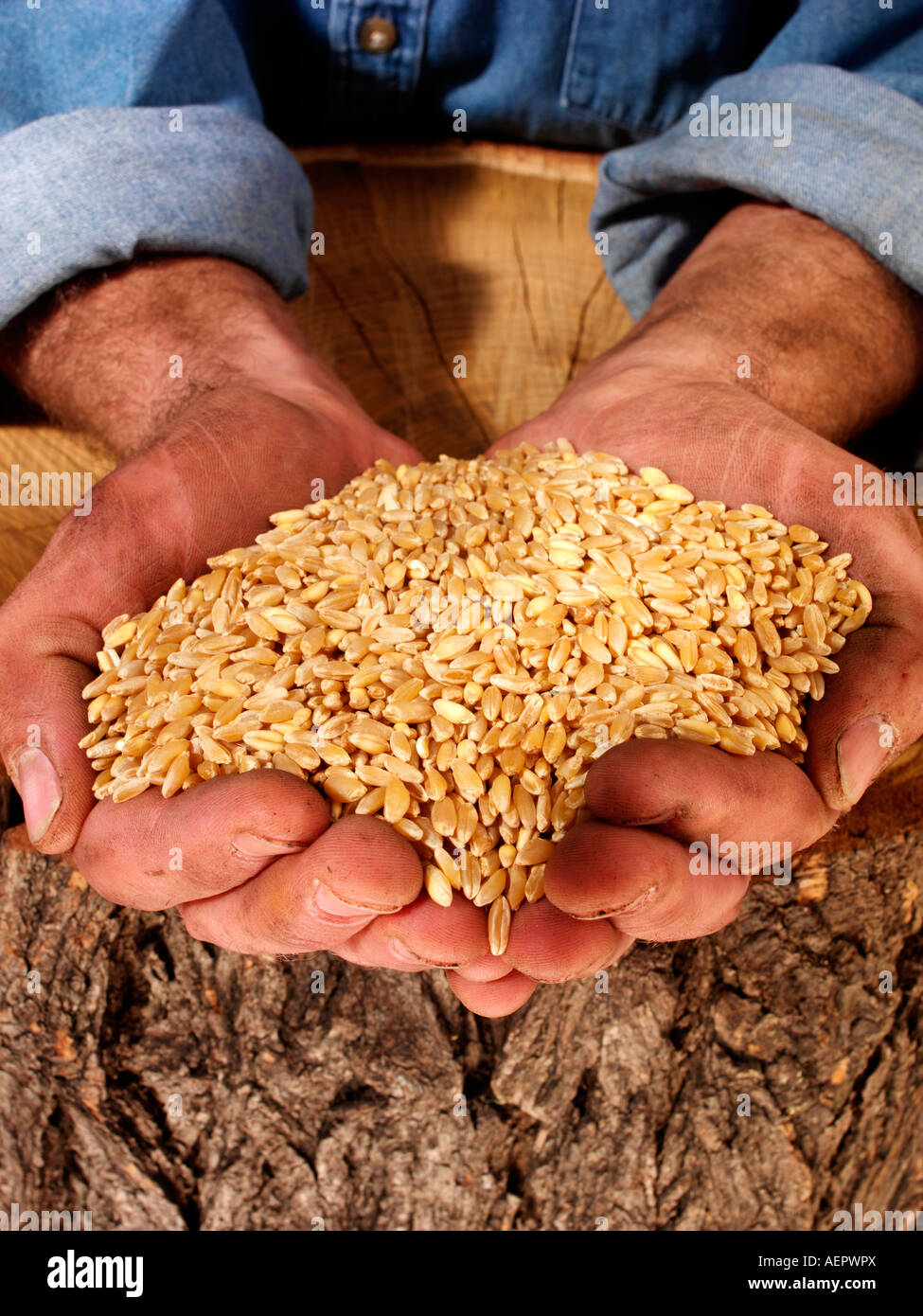 FARMER MAN HOLDING WHEAT GRAINS Stock Photo - Alamy
