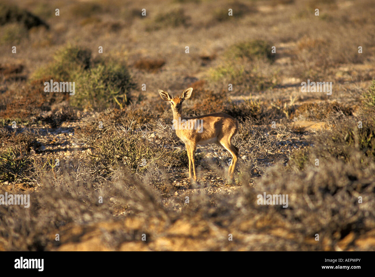 Namibia Luderitz Namib desert: Antelope standing in field (Raphicerus ...