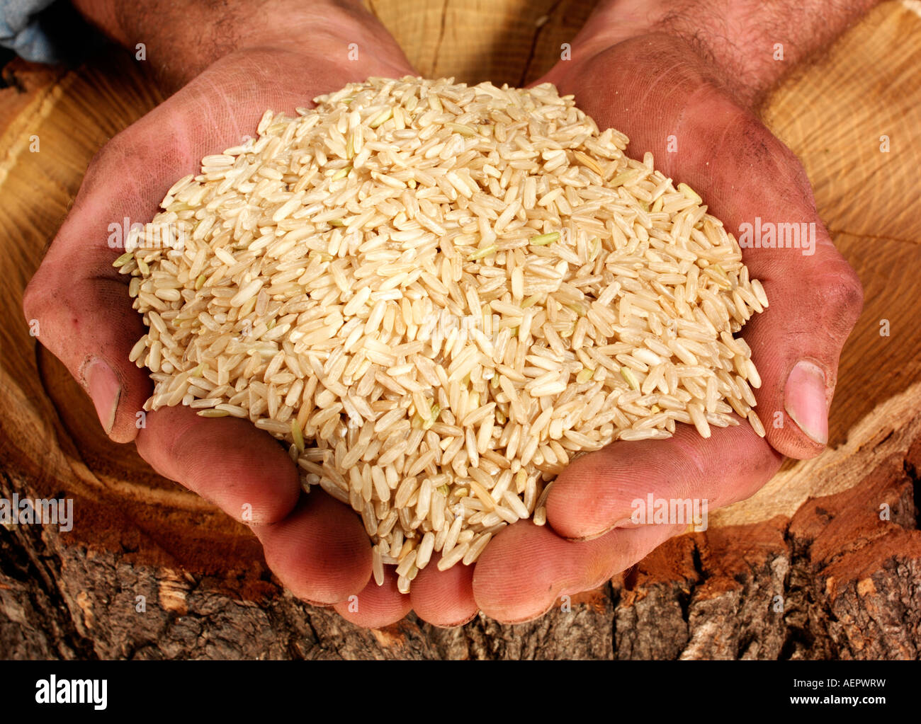 FARMER HOLDING BROWN RICE Stock Photo - Alamy