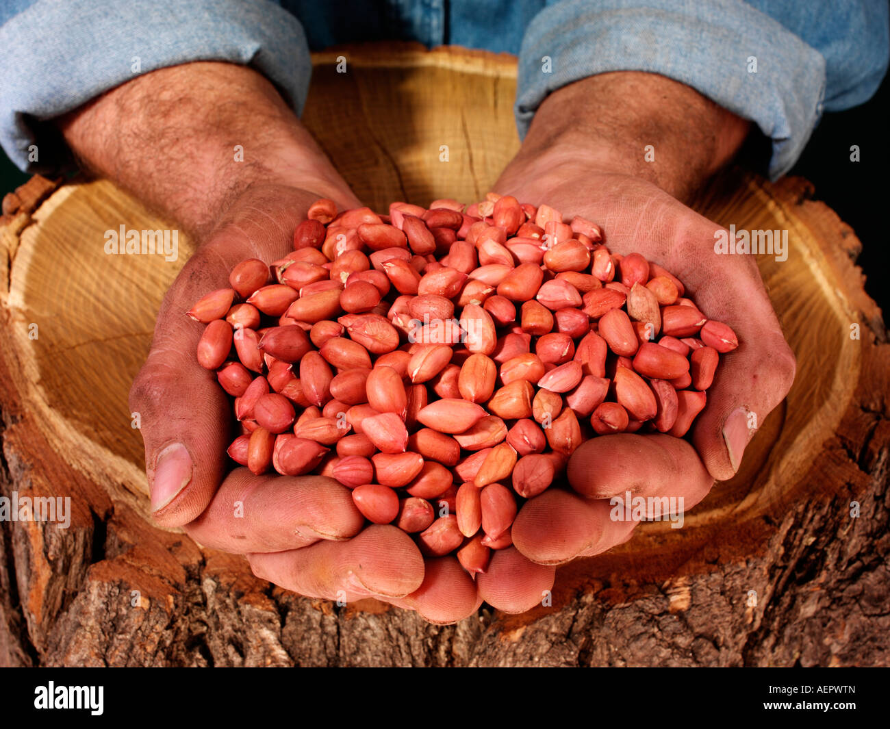 FARMER HOLDING RED SKIN PEANUTS Stock Photo - Alamy