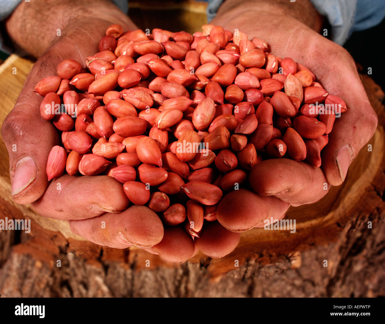 FARMER HOLDING RED SKIN PEANUTS Stock Photo - Alamy